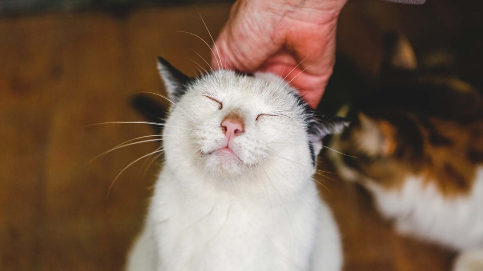 Hoe wij helpen – Stichting Kattenbescherming